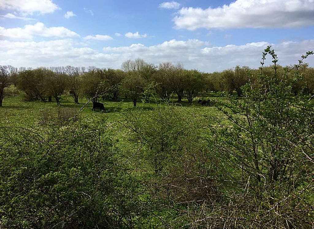 Virland Shrublands