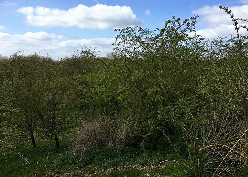 Dijlijdrokokvu Shrublands